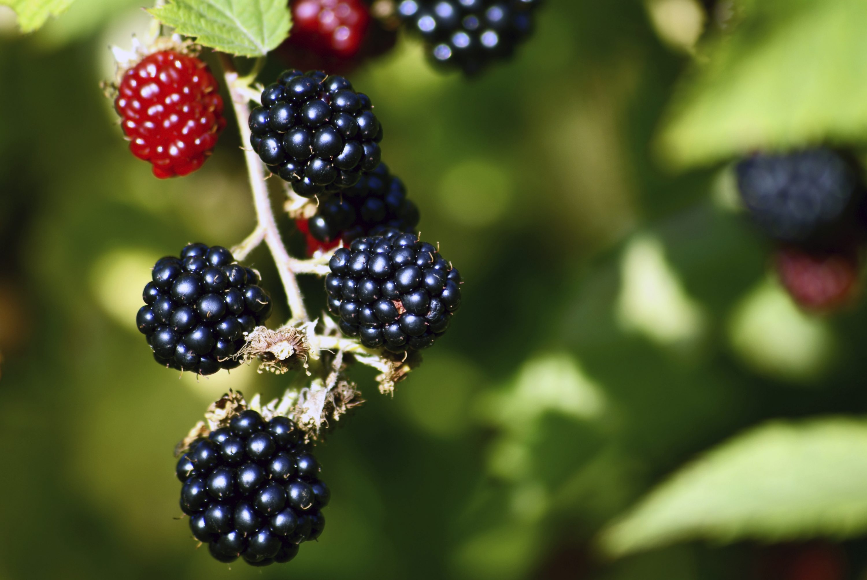 What To Do With All The Blackberries.... | Dioni Holiday Cottages