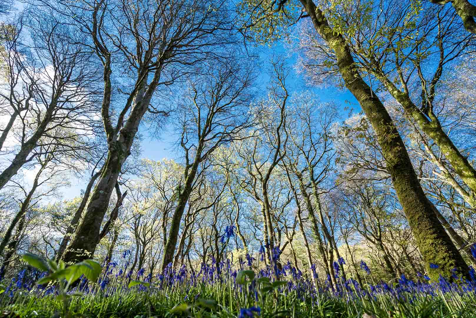 Exploring the rainforests of Eryri (Snowdonia) | Dioni Holiday Cottages